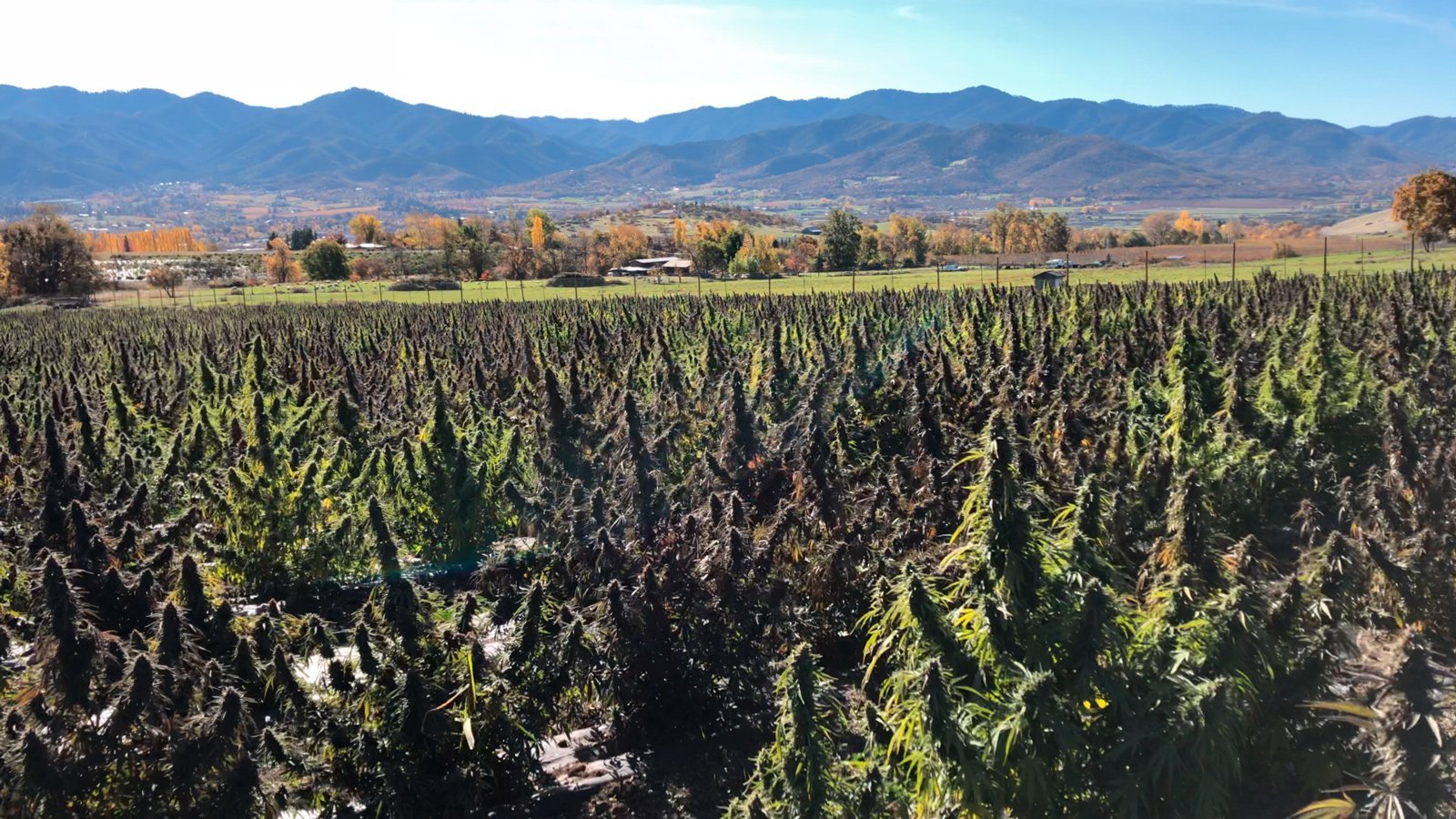 USDA Hemp Rules - A look at current regulations and more