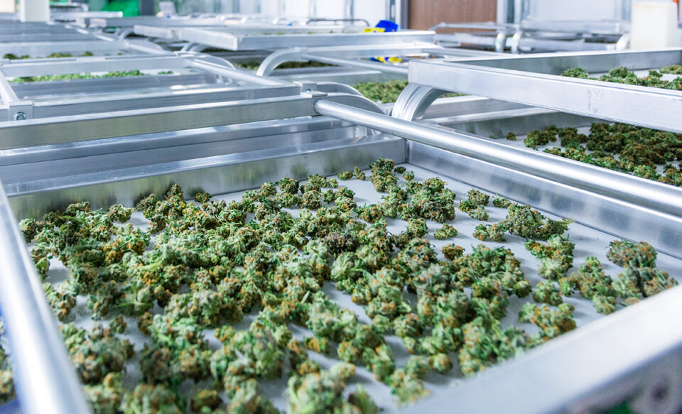 How To Cure Cannabis Step By Step Guide Triminator