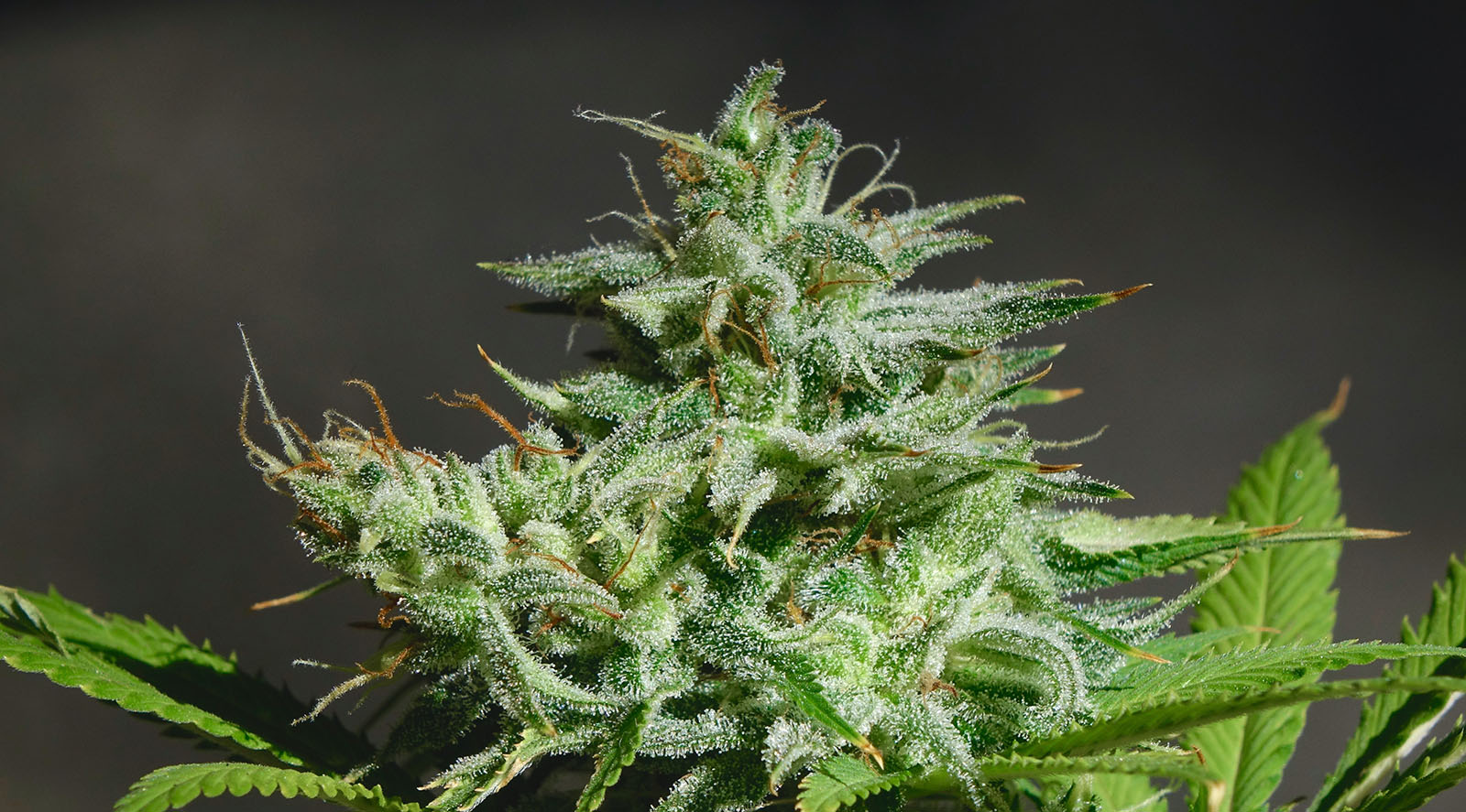 Inside the Cannabis Cola: Expert Deep Dive | Triminator Inside the Cannabis Cola: Expert Deep Dive | Triminator