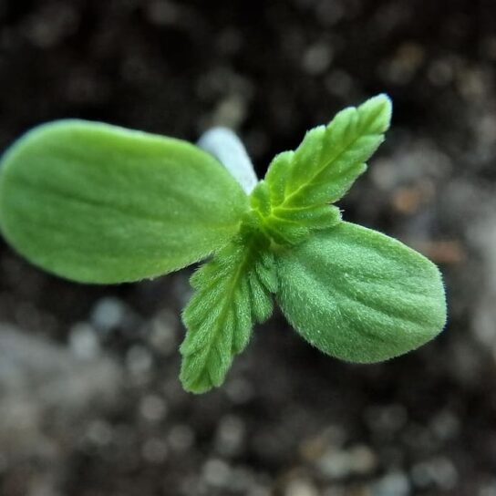 Inside the Cannabis Cola: Expert Deep Dive | Triminator