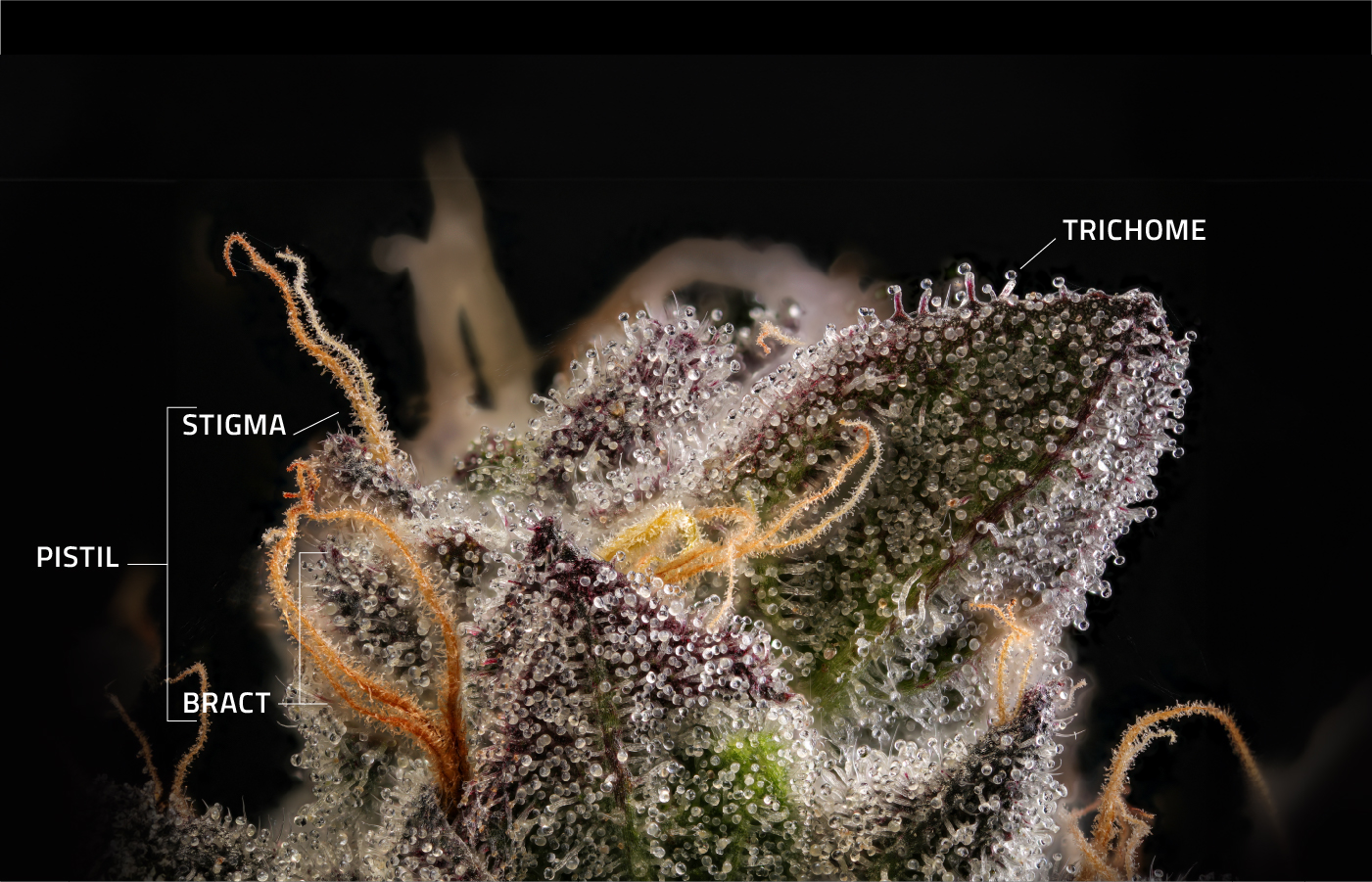 Inside the Cannabis Cola: Expert Deep Dive | Triminator