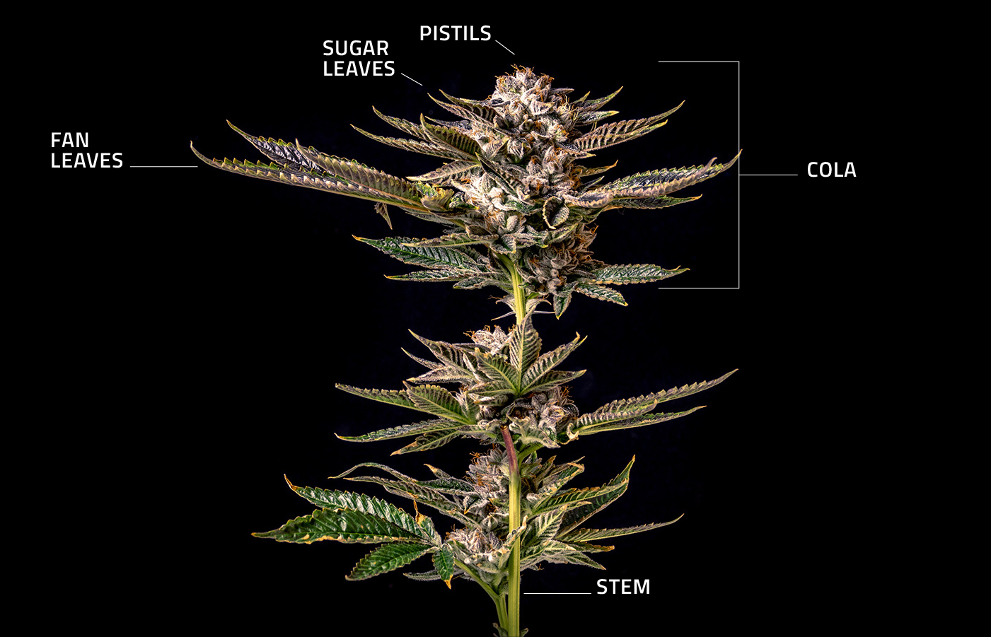 Inside the Cannabis Cola: Expert Deep Dive | Triminator Inside the Cannabis Cola: Expert Deep Dive | Triminator