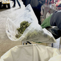 Solventless Extraction: A Guide to Scalability