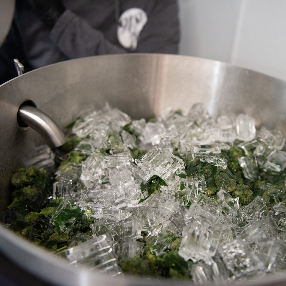 How to Press Bubble Hash: The Ultimate Guide | Triminator