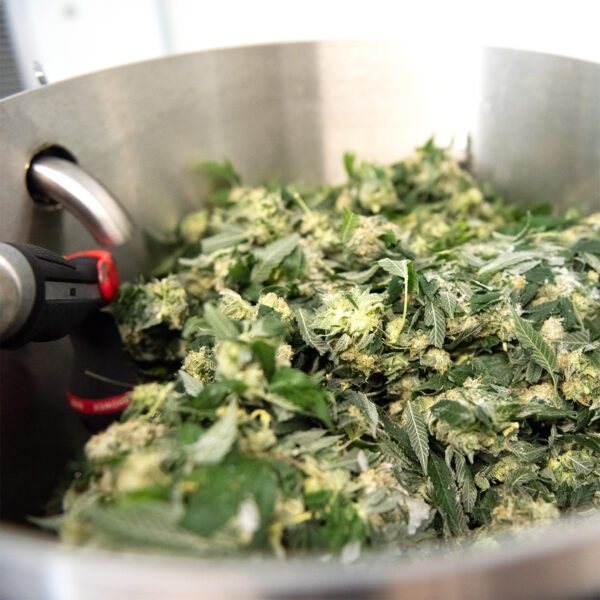 How to Press Bubble Hash: The Ultimate Guide | Triminator